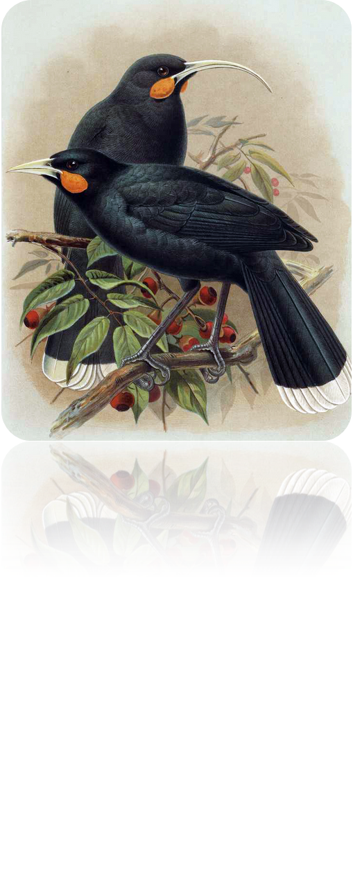 Week 5 - Flora & Fauna | Flora & Fauna | eLearn