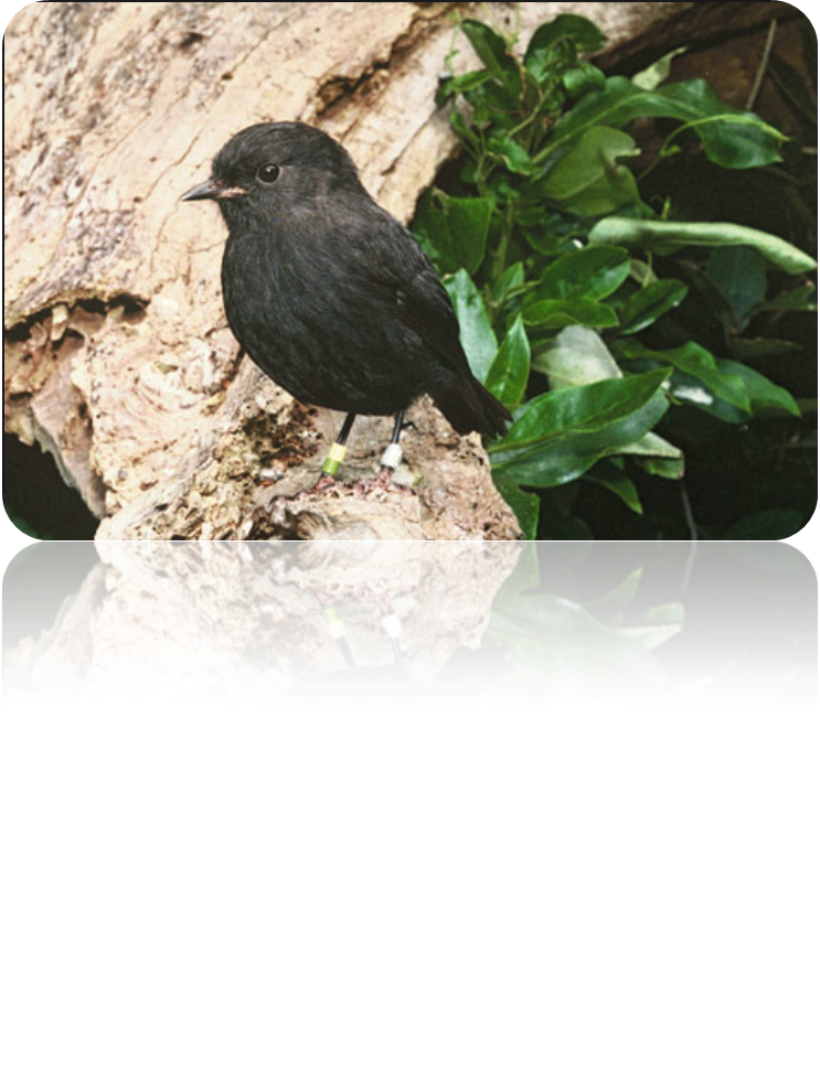 Week 5 - Flora & Fauna | Flora & Fauna | eLearn